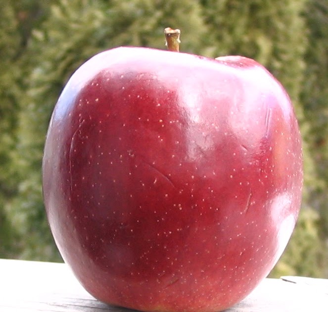 Five apple names with stories to tell - Adam's Apples Five apple names with stories to tell - Adam's Apples
