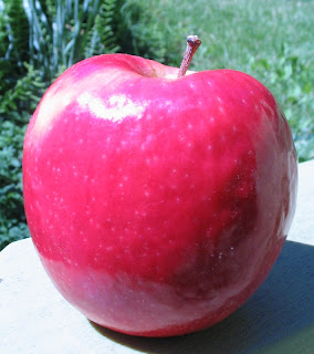 Pink Lady (Cripps Pink) * - Adam's Apples