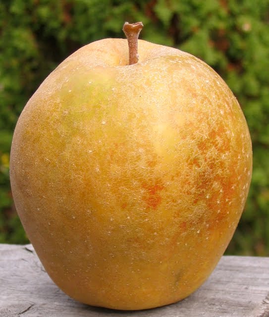 Hudson's Golden Gem * - Adam's Apples