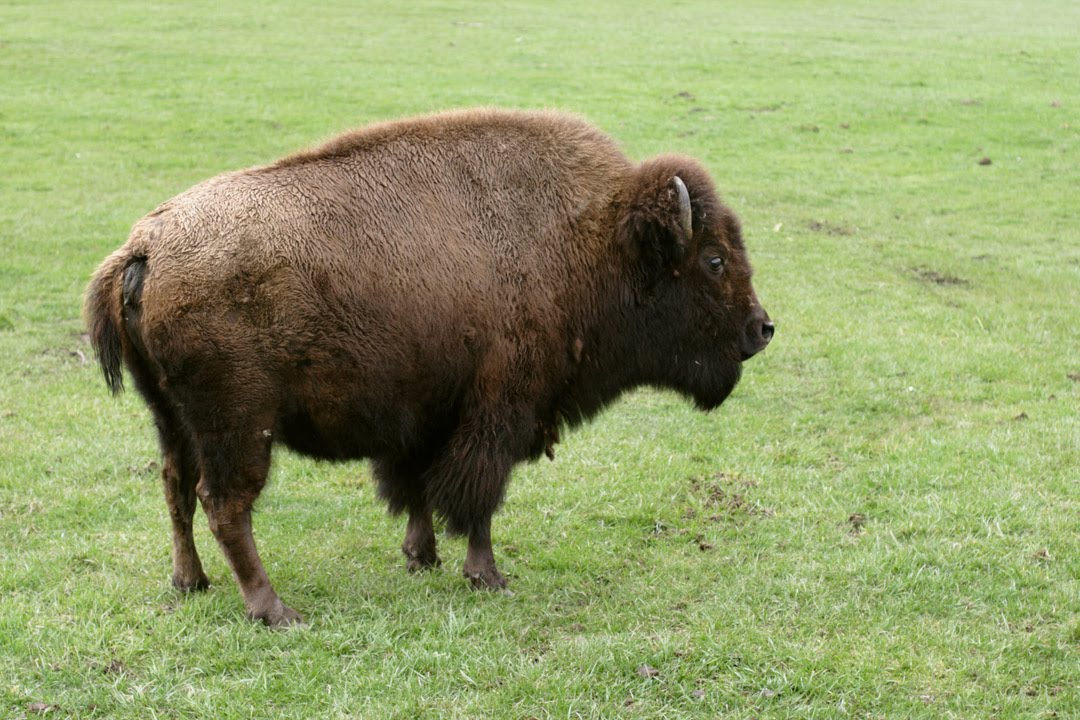 Fantastic photos of the Northwest Trek Wildlife Park | BOOMSbeat