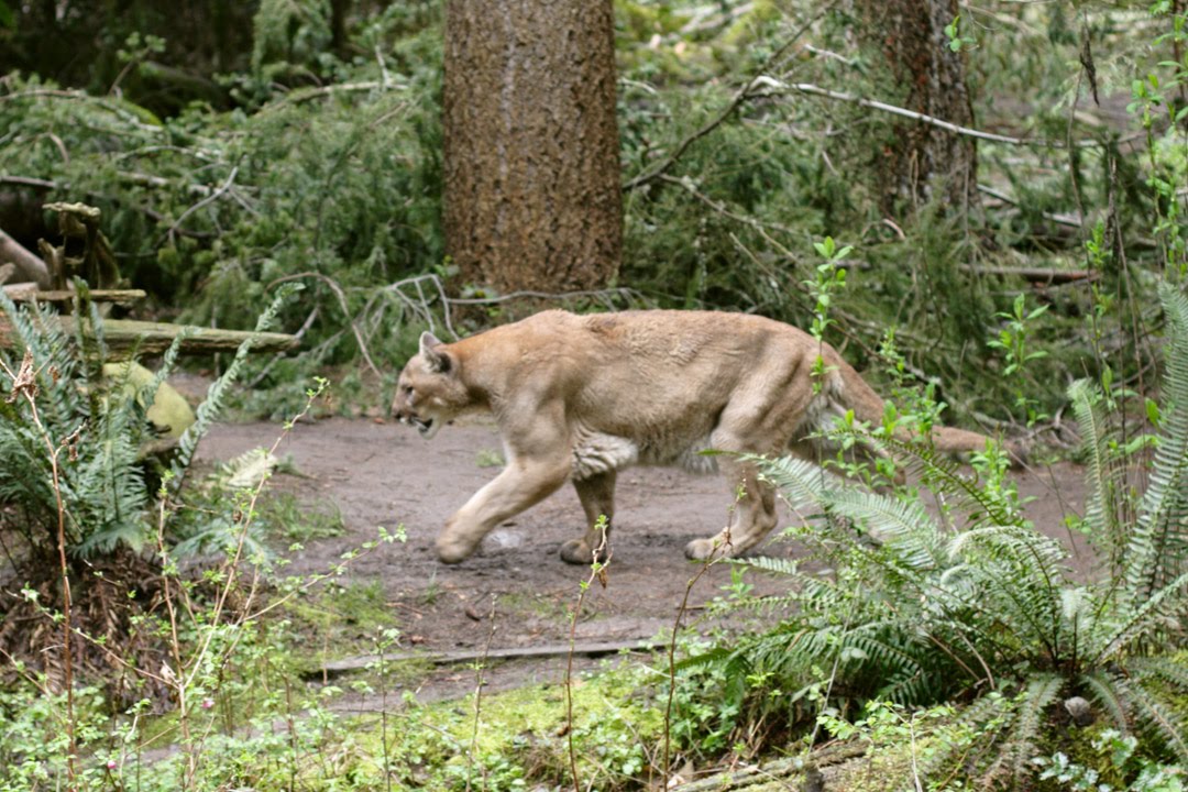 Fantastic photos of the Northwest Trek Wildlife Park | BOOMSbeat