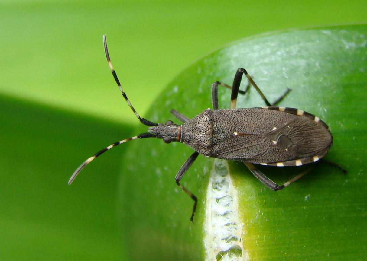 Natureza-em-movimento: Percevejo - coreidae