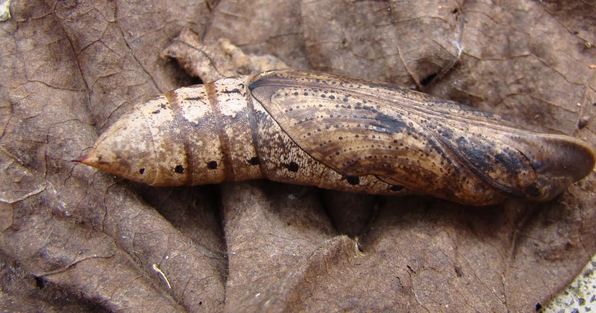 Natureza-em-movimento: Pupa de borboleta Hippotion celerio (Sphingidae)