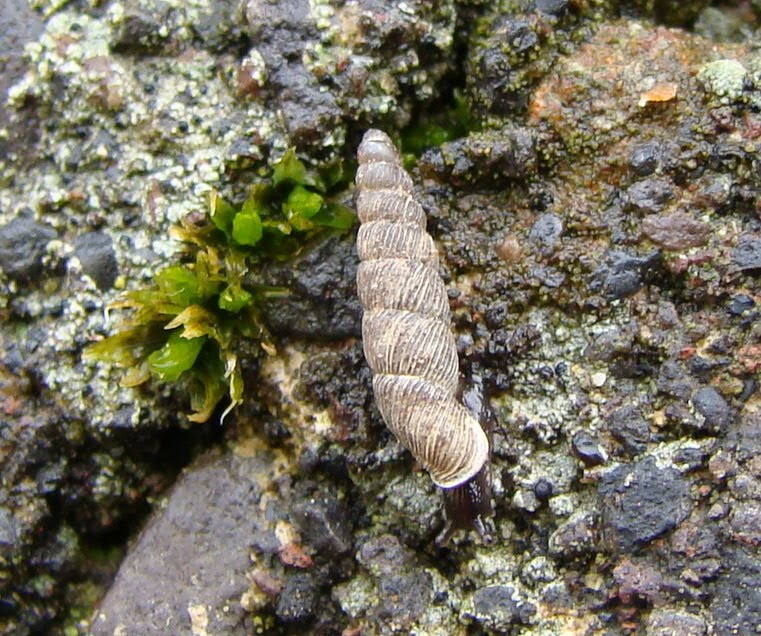 Natureza-em-movimento: 31/mar/2010