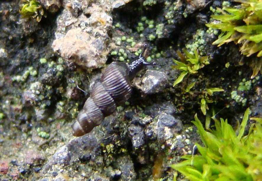 Natureza-em-movimento: 31/mar/2010