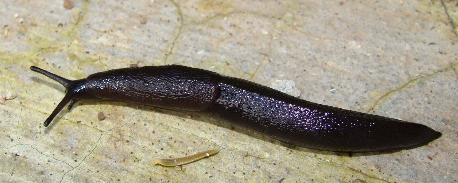 Natureza-em-movimento: Lesma preta