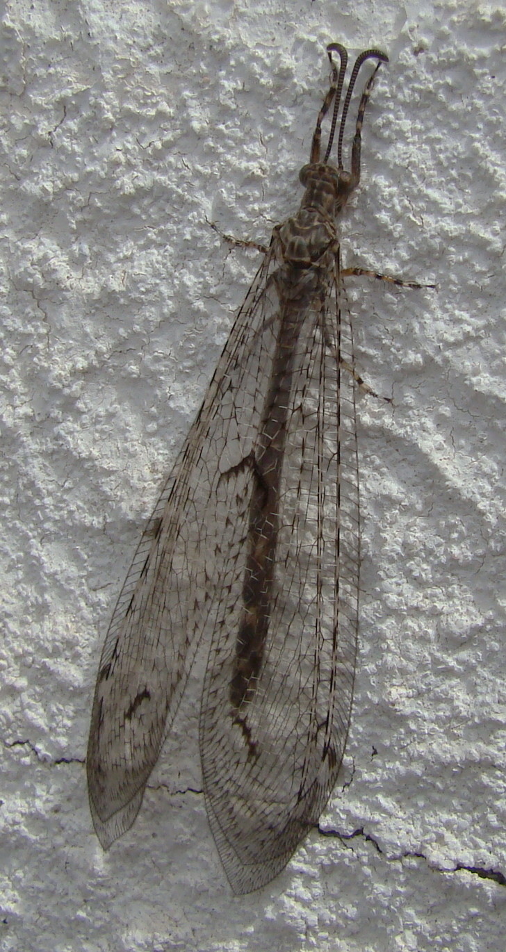 Natureza-em-movimento: Formiga leão - Distoleon catta - endémica da Madeira