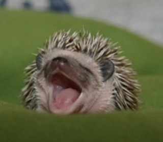 Erizo bebé - Imagui