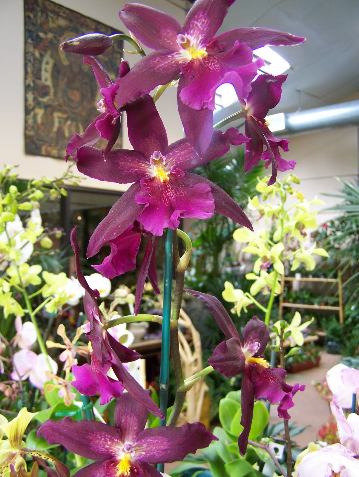 Exotic Plants: Marvelous May
