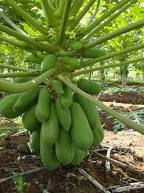 1001 Peluang Usaha: Budidaya Pepaya Mini