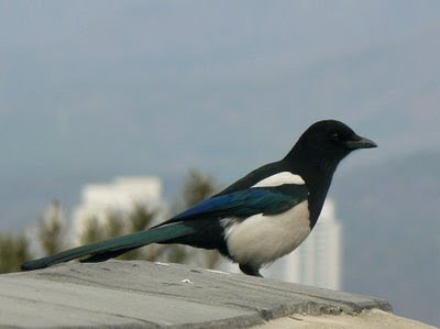 Seoul City Daily Photo: Korean Magpie