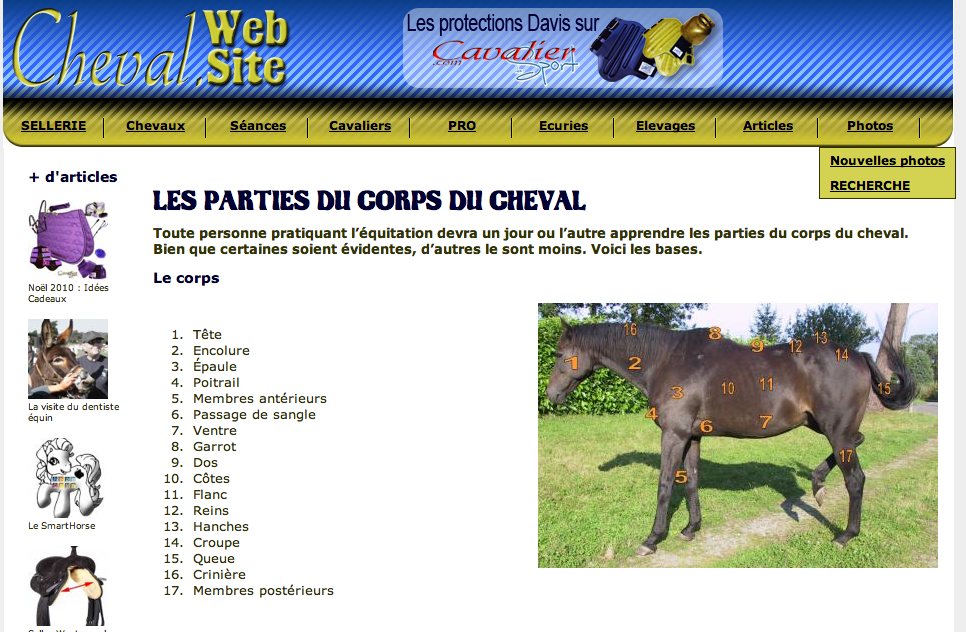 QuébecWestern.com: Les parties du corps du cheval