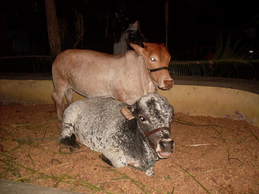ESPAÇO ABERTO PEBAS: Fazendeiro cria minivacas nos EUA para produzir ...