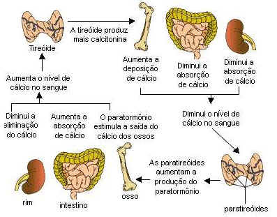 Sistema Endócrino: Paratireóides