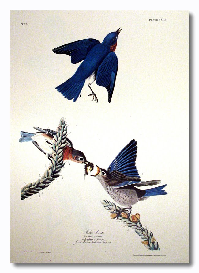 KIKO'S HOUSE: Science Sunday: An Ode To Bluebirds
