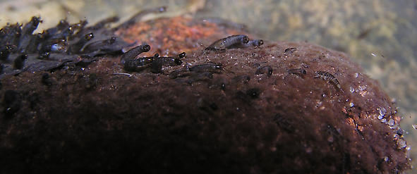 The Science of Fishing