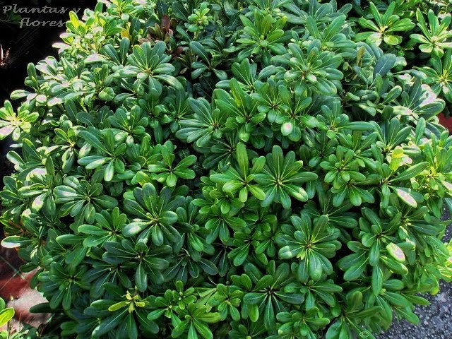Plantas y flores: Pittosporum tobira