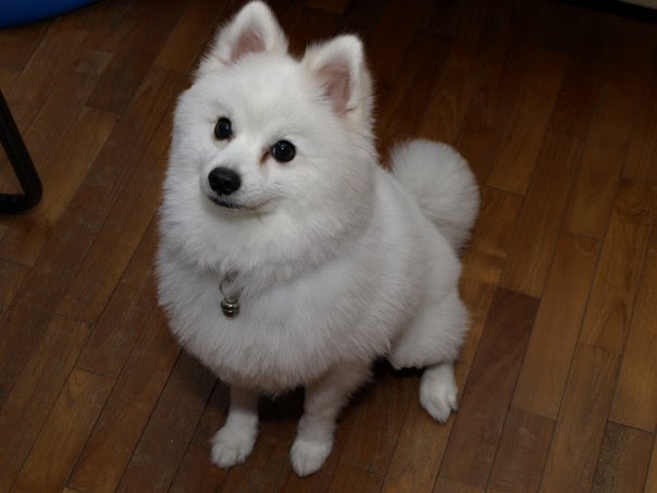 Japanese Spitz Club Singapore: Japanese Spitz for Adoption