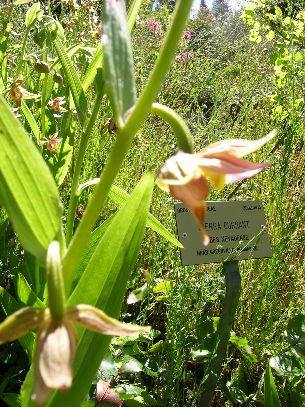 Berkeley Butterfly Blog: Epipactis gigantea--Stream Orchid