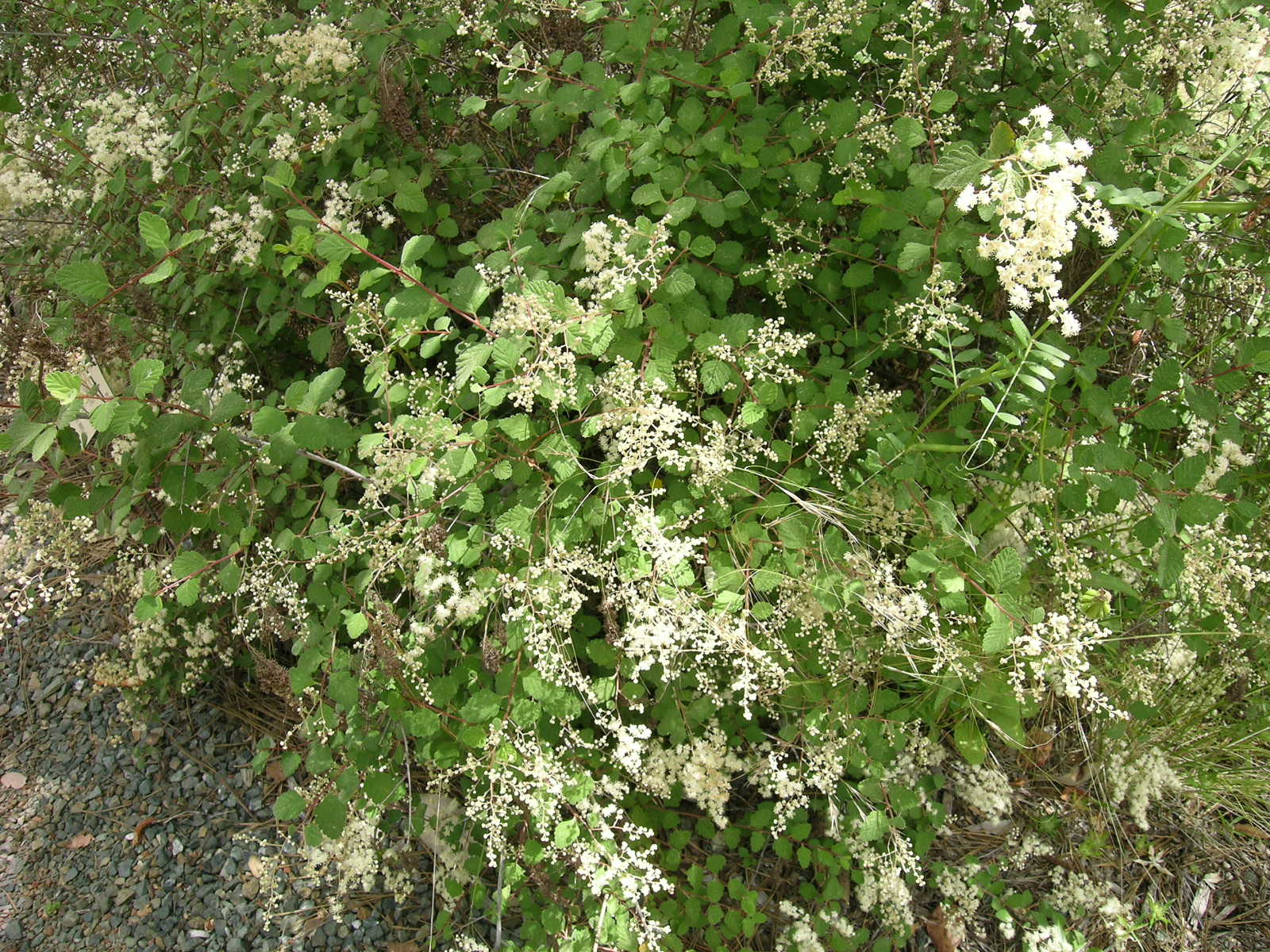 Berkeley Butterfly Blog: Holodiscus discolor--Cream Bush--Ocean Spray
