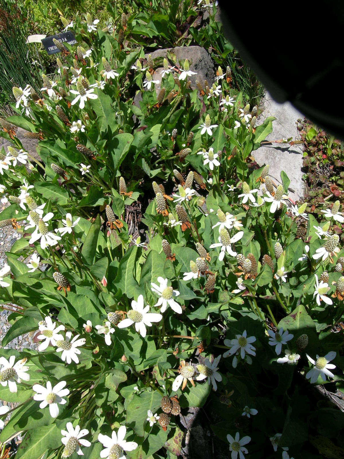 Berkeley Butterfly Blog: Anemopsis Californica--Yerba Mansa