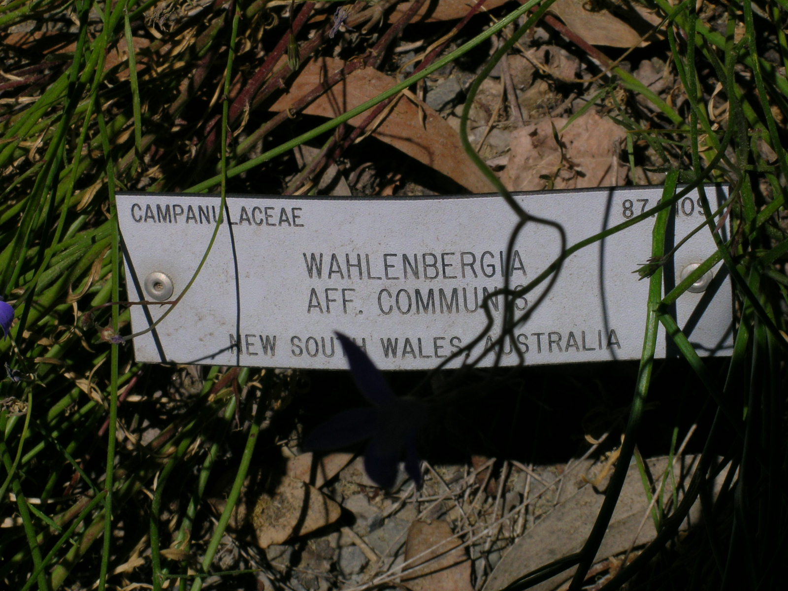 Berkeley Butterfly Blog: Wahlenbergia aff. communis--Tufted Bluebell