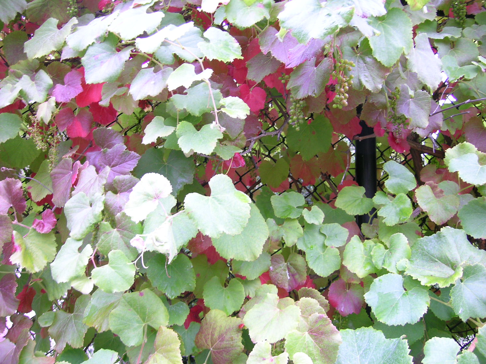 Berkeley Butterfly Blog: Vitis Californica--Roger's Red Grape