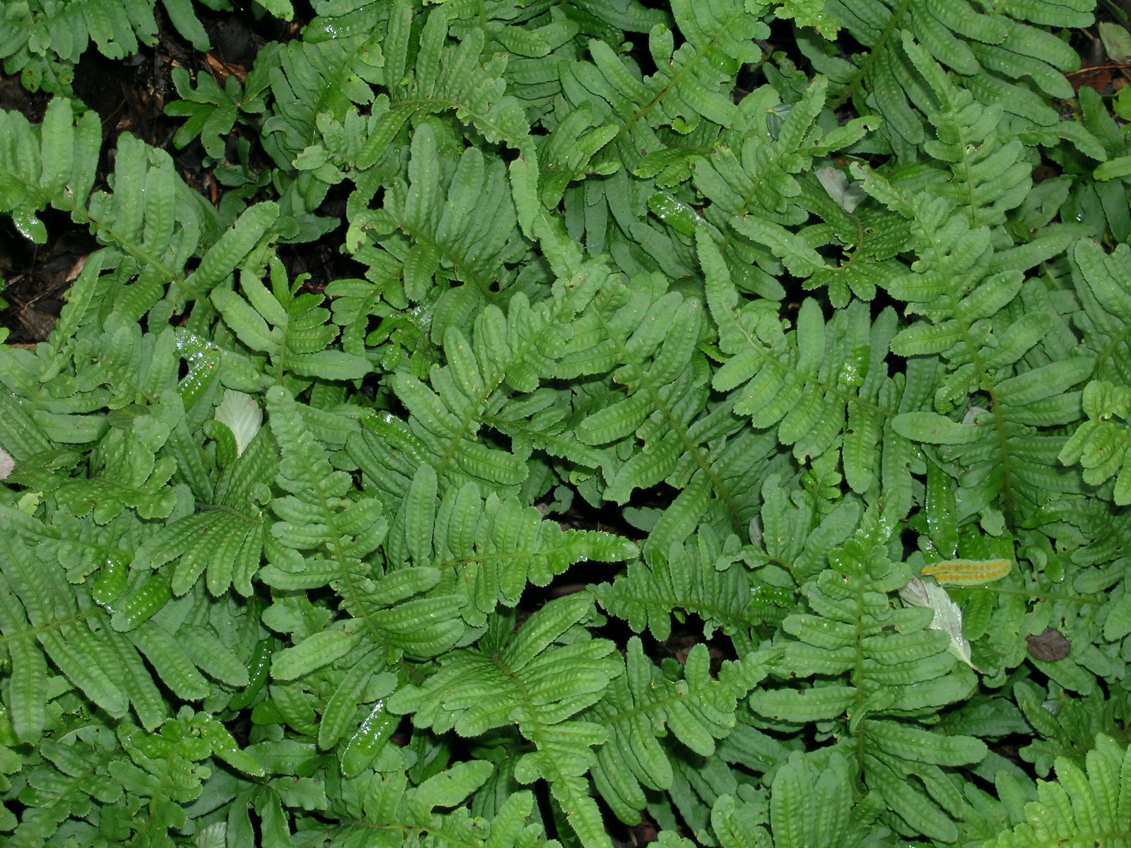 Berkeley Butterfly Blog: Polypodium calirhiza--Polypody Fern