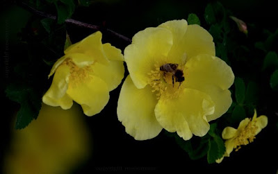 Life Is Not a Bed of Roses: Rosa Ecae Golden Chersonese
