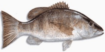 Jenis-jenis Ikan Kakap