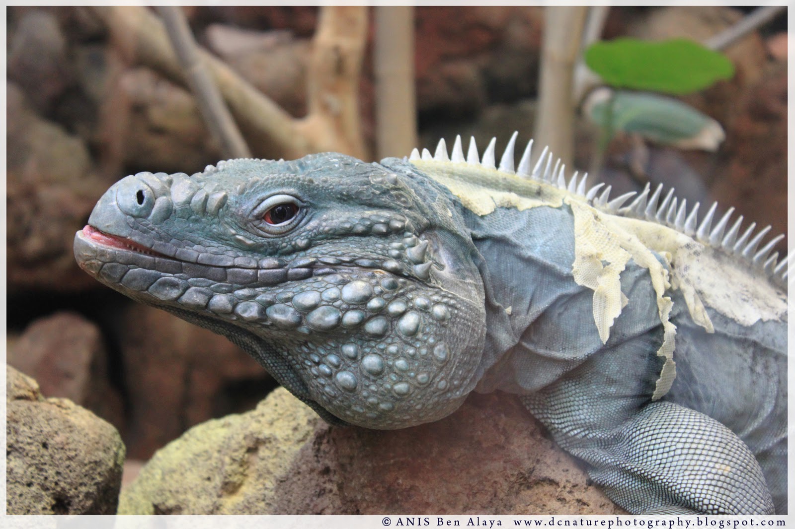 Washington DC Photography: Washington DC National Zoo