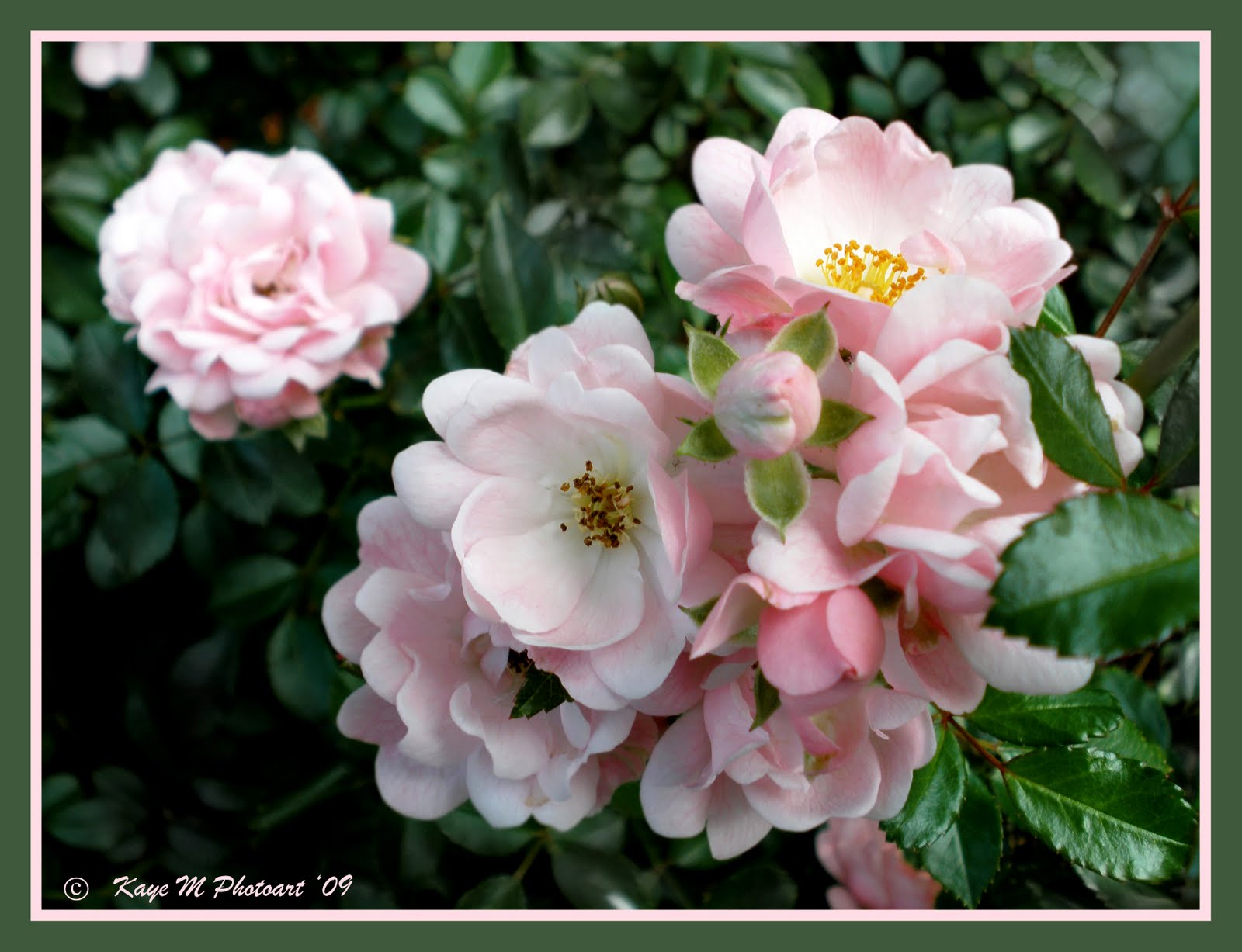 Rose Magic by "Kaye M"