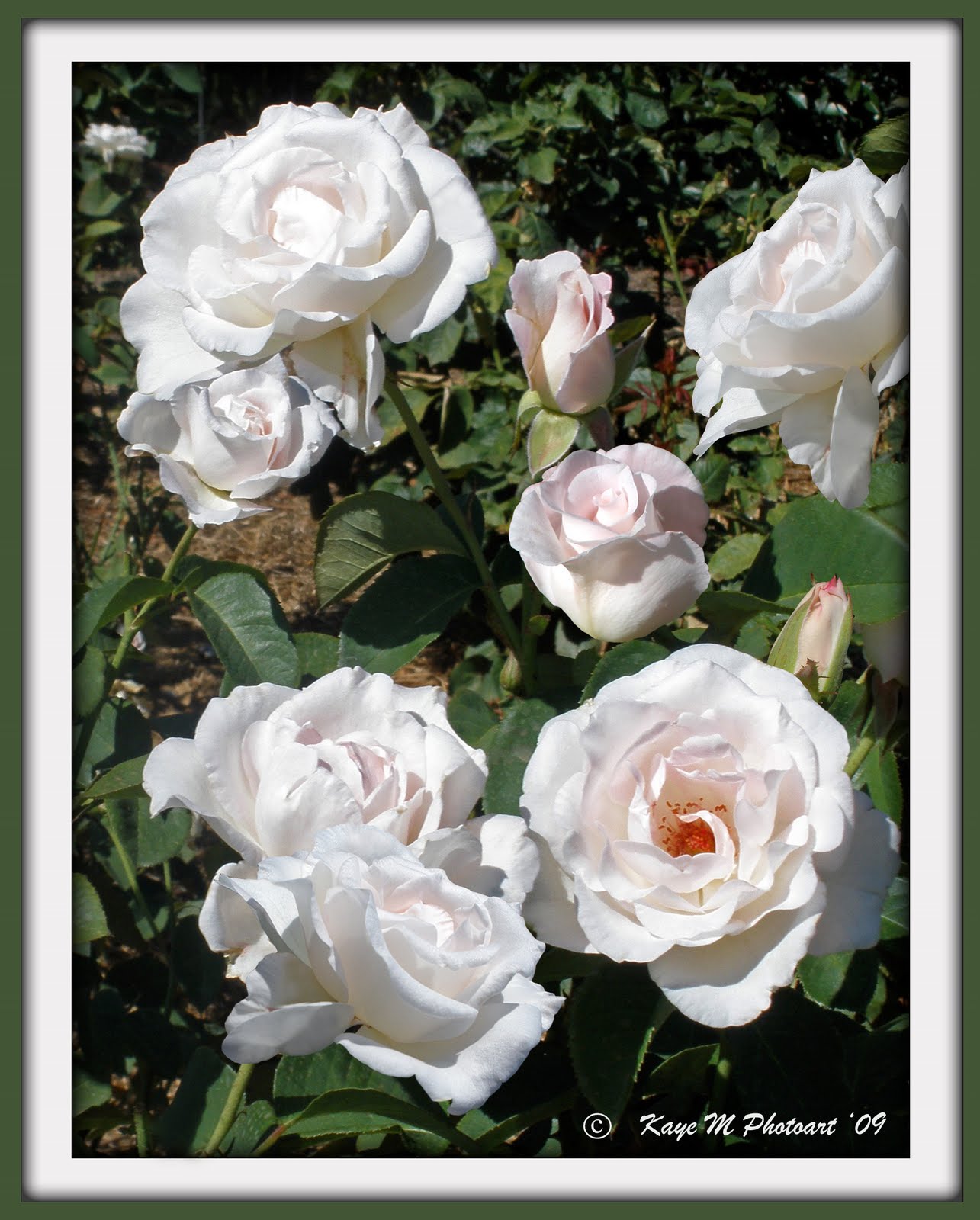 Rose Magic by "Kaye M": Therese of Lissieux Centenary Rose ('Therese De ...