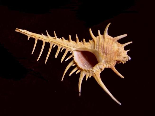 KJ - Kaye and Jose - Amazing Photos: Rare shells from New Caledonia