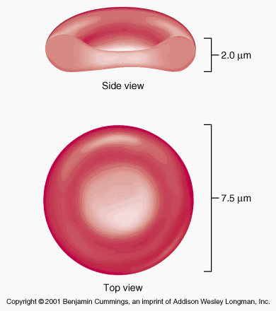 Human Cardiac and Respiratory Systems: DESCRIBE THE STRUCTURE OF A RED ...