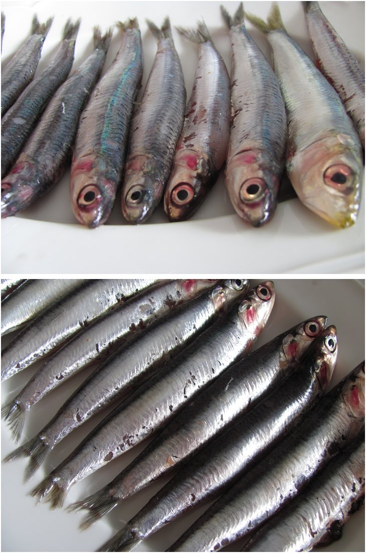 kuchnia pod wulkanem: Alici marinate, czyli sardele marynowane