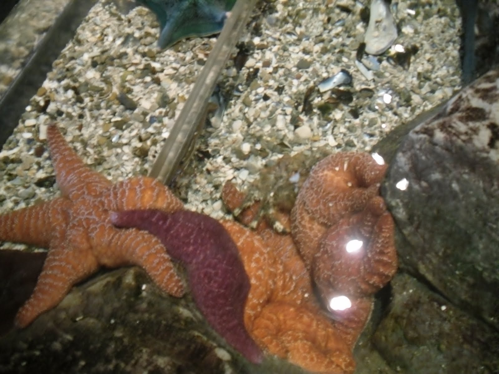 NBC AP Biology 10-11