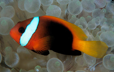Gobies to Grizzlies: ANOTHER NEW FIJIAN ANEMONEFISH