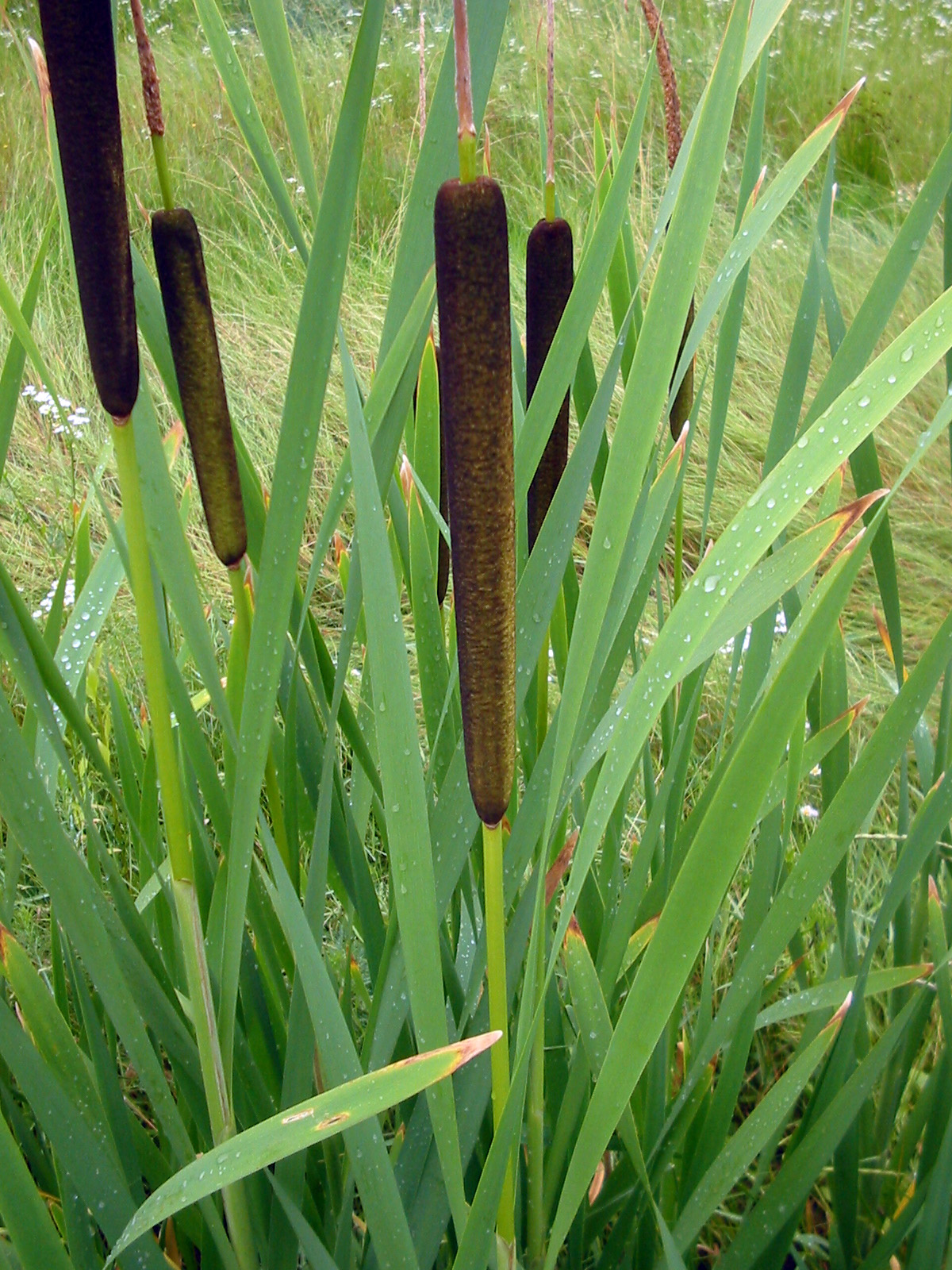 Fleuriste en herbe: typha
