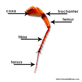 Blog Klub: Information on cockroach