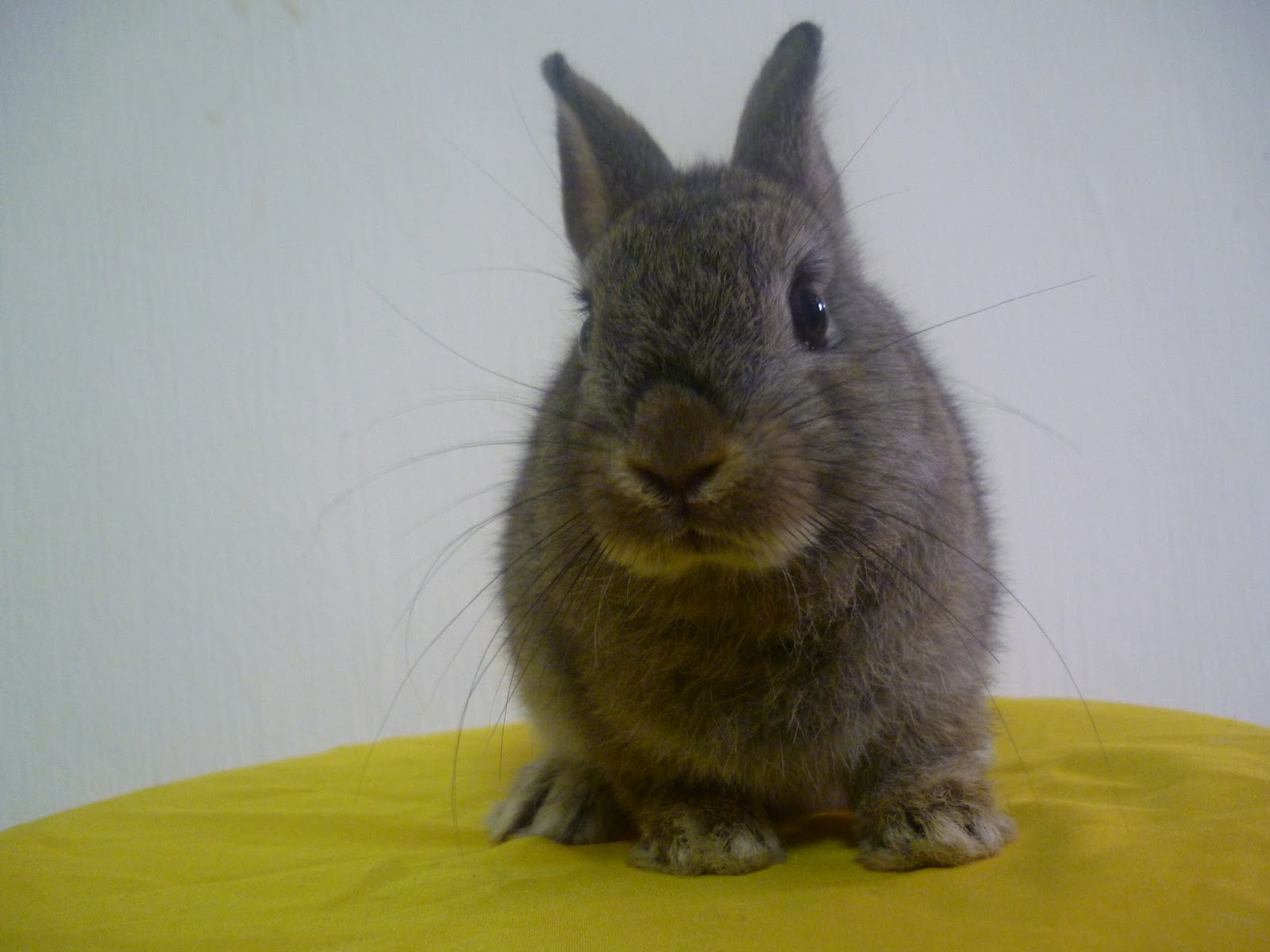 unclePETrabbitry: NEtherLanD dwaRf raBBit for saLe....