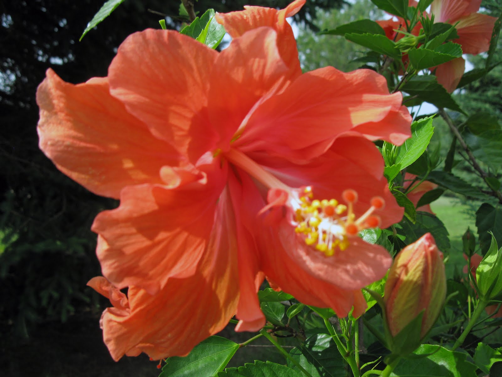 BEAUTIFUL HIBISCUS FLOWERS!