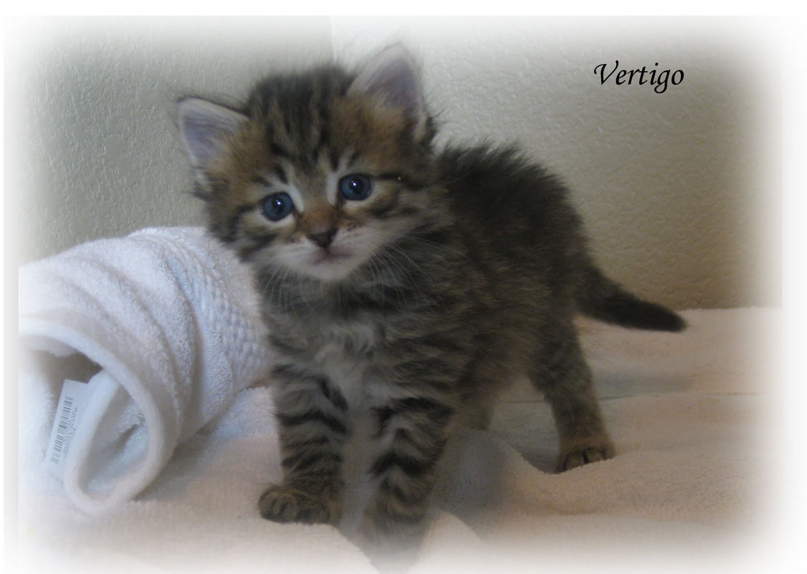 Prekrasne Siberian Cats: Vertigo at 4 weeks