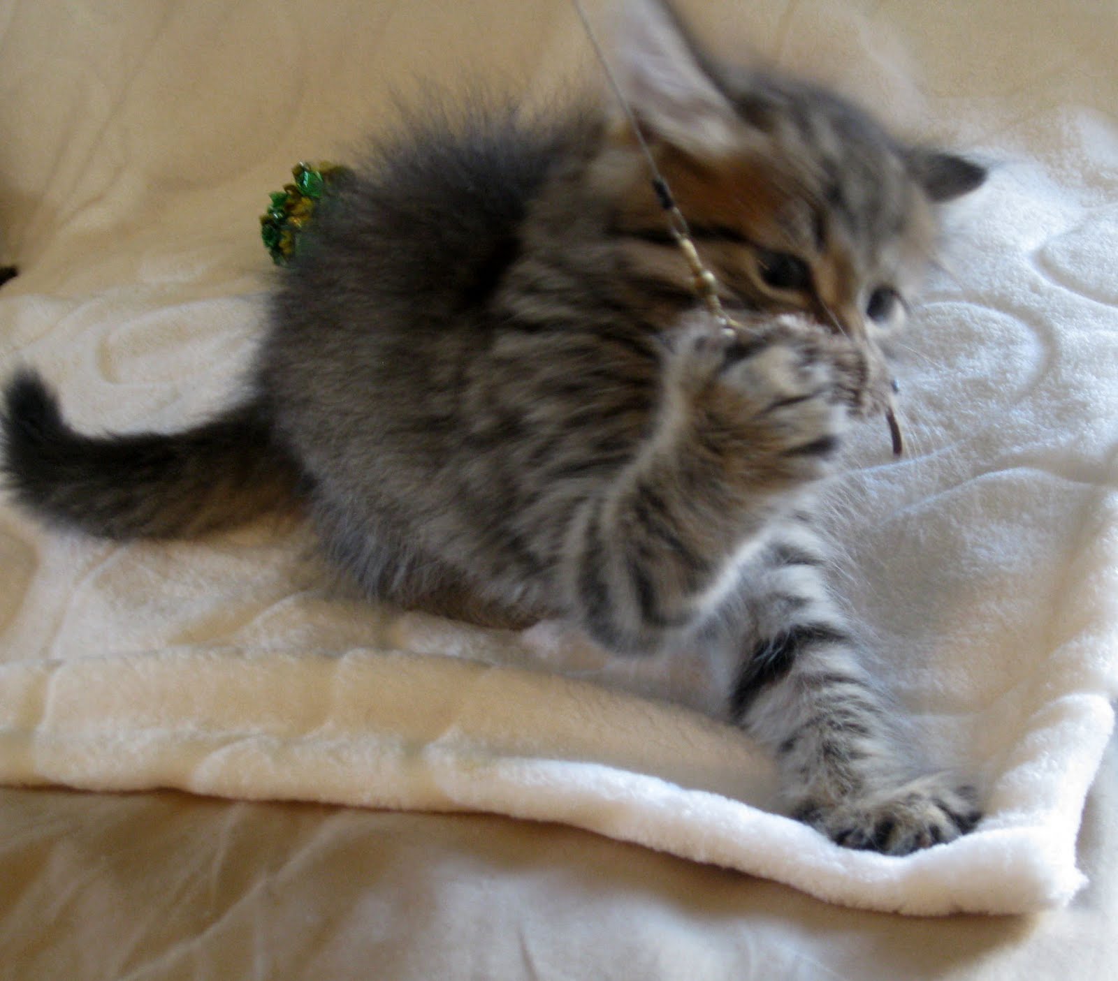 Prekrasne Siberian Cats: Vertigo is 7 weeks old