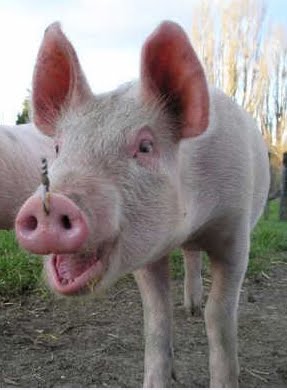 Wilian Drower.: Asfalto é feito com cocô de porco no Missouri