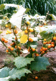 FRUTAS EXÓTICAS: O cubiu (Solanum sessiliflorum)