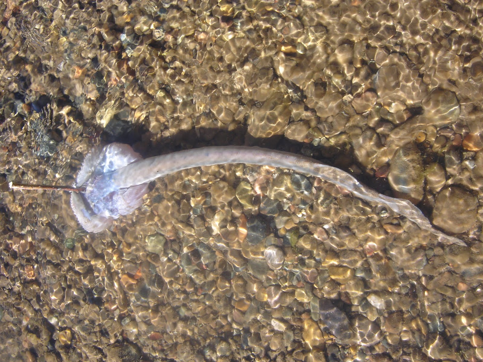 Tinto y Moscas: Dicen que tiene propiedades afrodisiacas