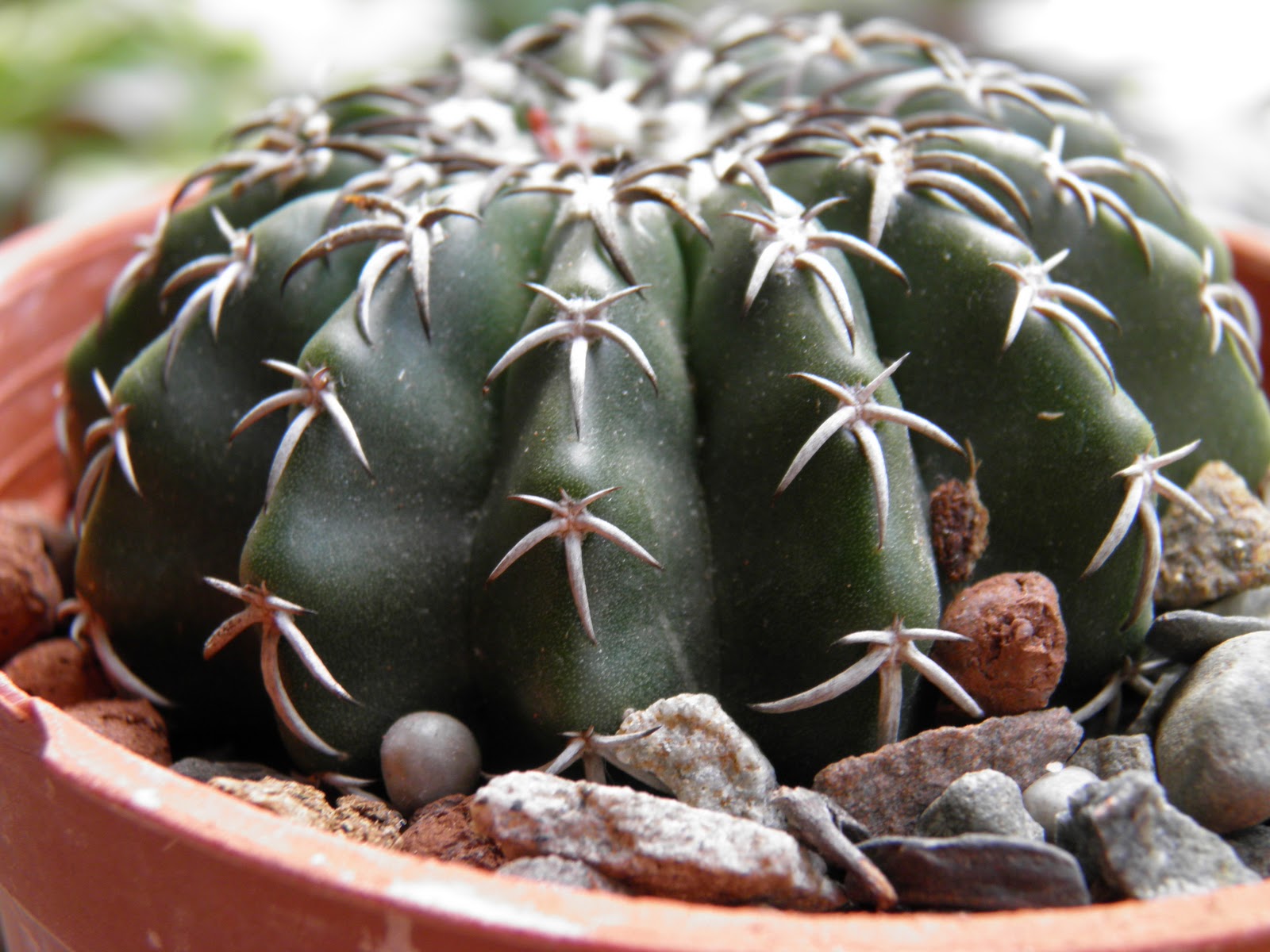 Anything but science: Discocactus 屬