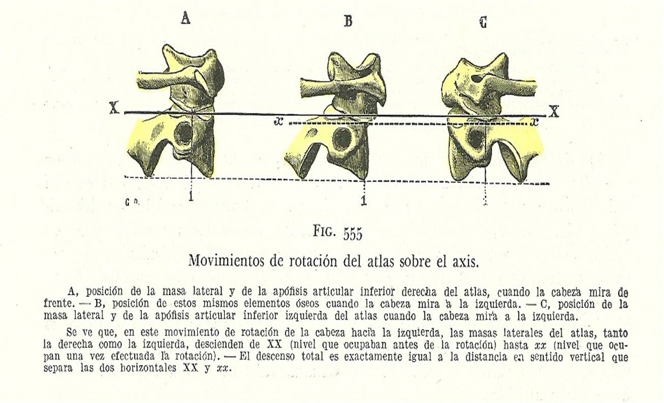 Articulación Atlantoaxoidea: Articulación Atlantoaxoidea