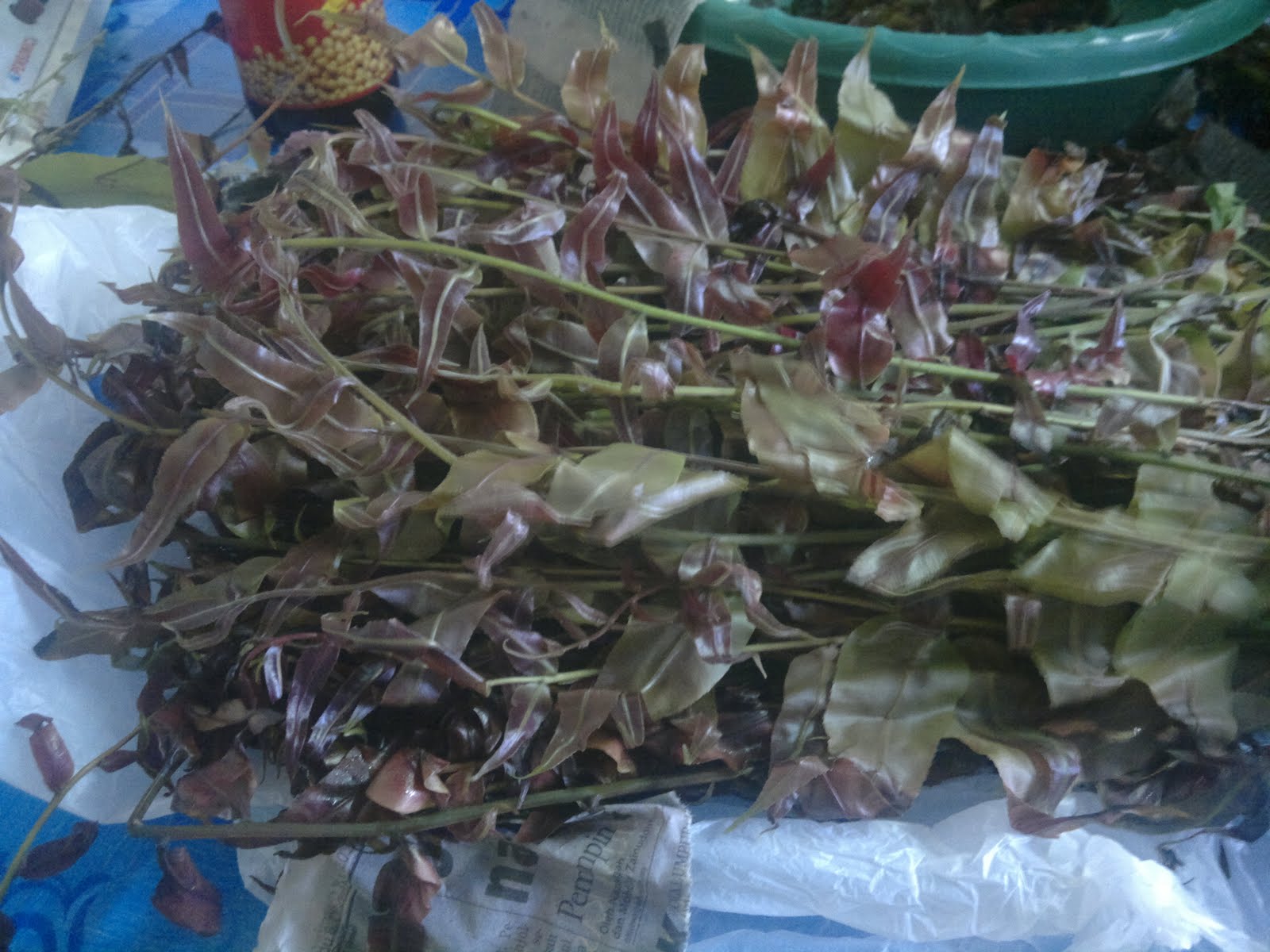 DENAI BERBISIK: pucuk paku merah dan nenas